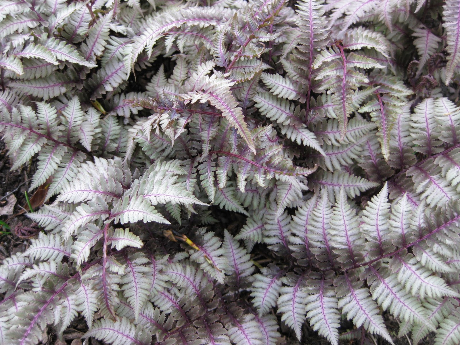 Athyrium niponicum var. pictum | Ferns | Boyne Garden Centre