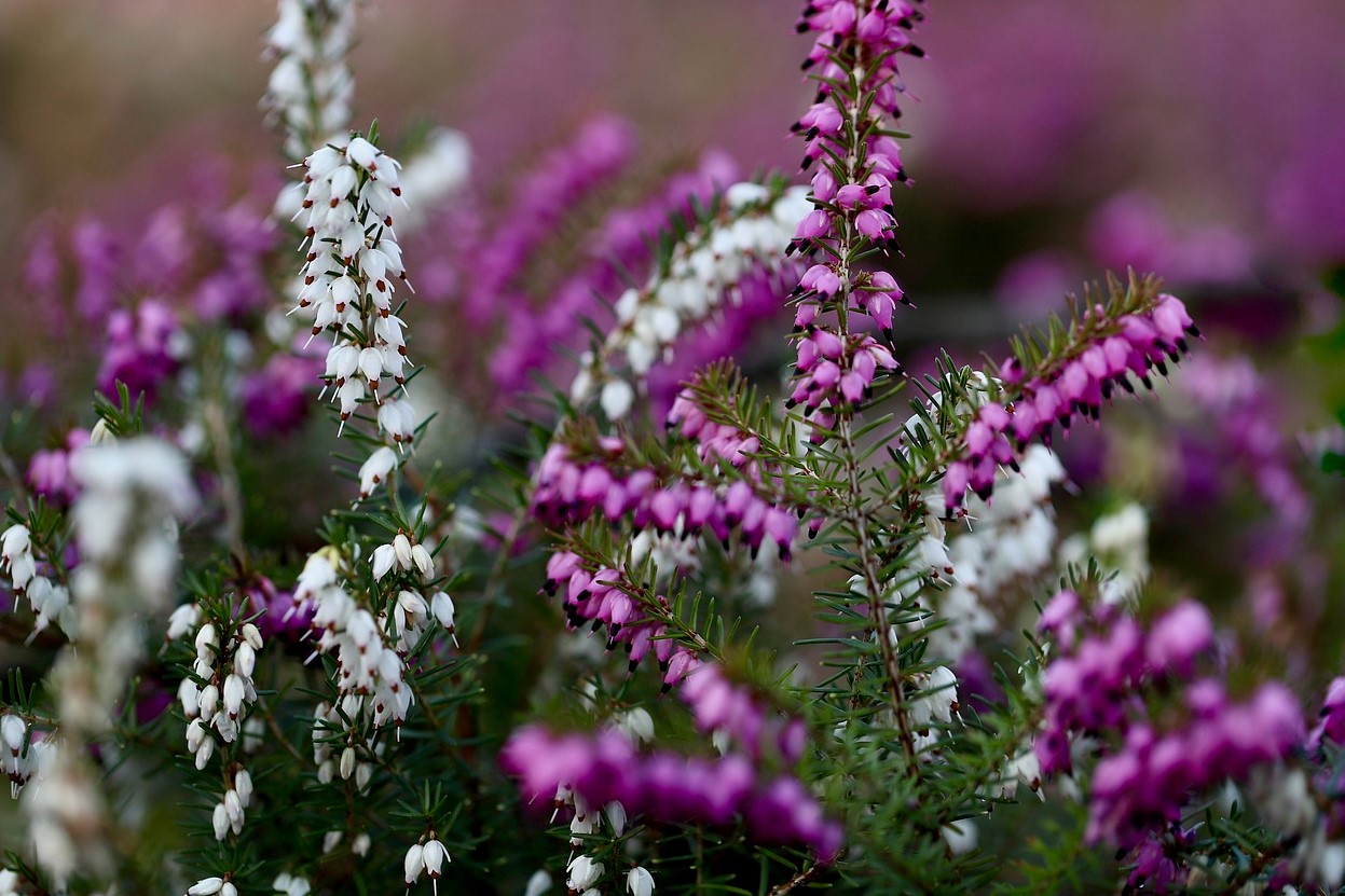 Erica mixed varieties | Evergreen Shrubs | Boyne Garden Centre