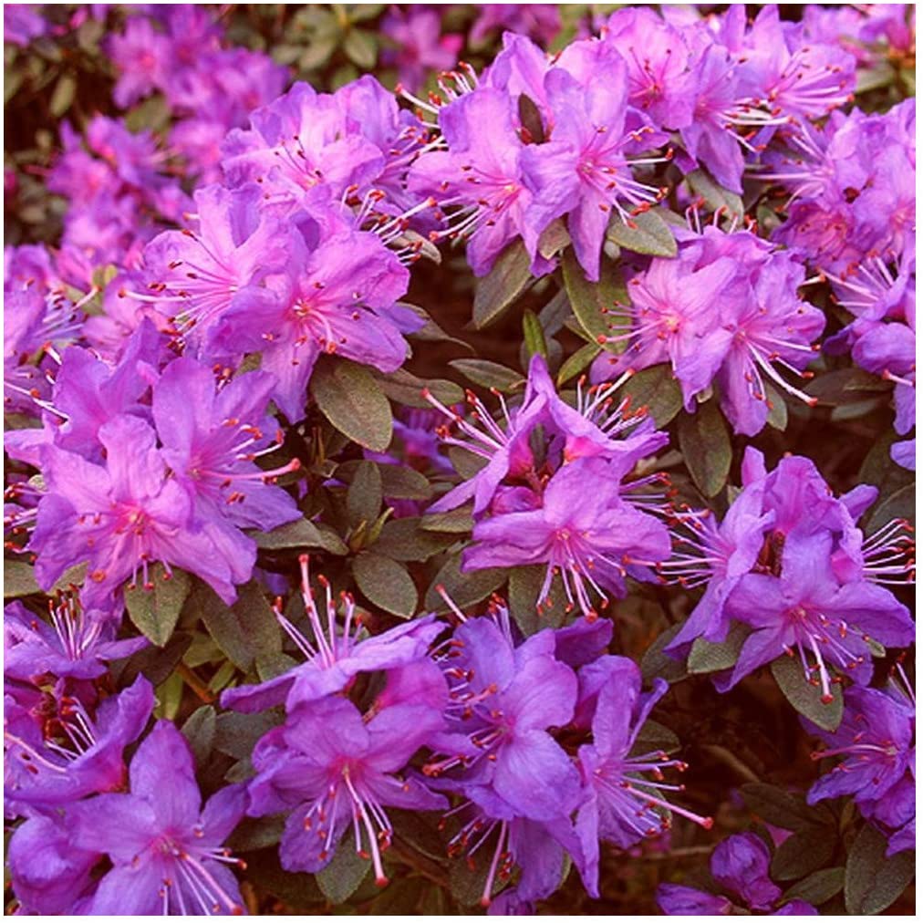 Azalea Geisha Purple | Evergreen Shrubs | Boyne Garden Centre