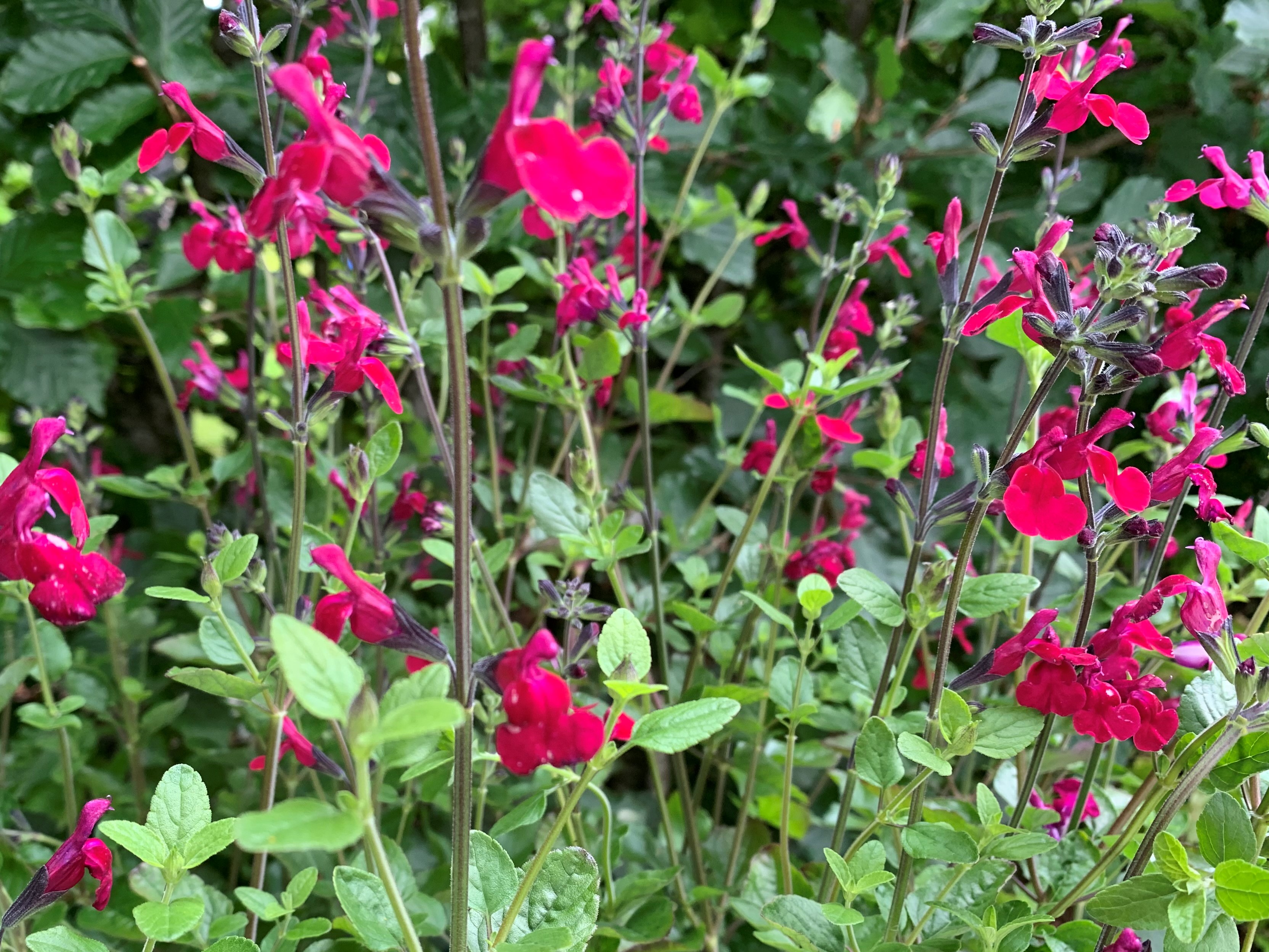Salvia greggii Cherry Lips | Herbaceous Perennials | Boyne Garden Centre